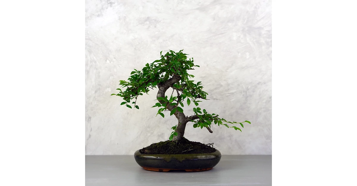 BONSAI FÁK - Bonsai Hungary webáruház