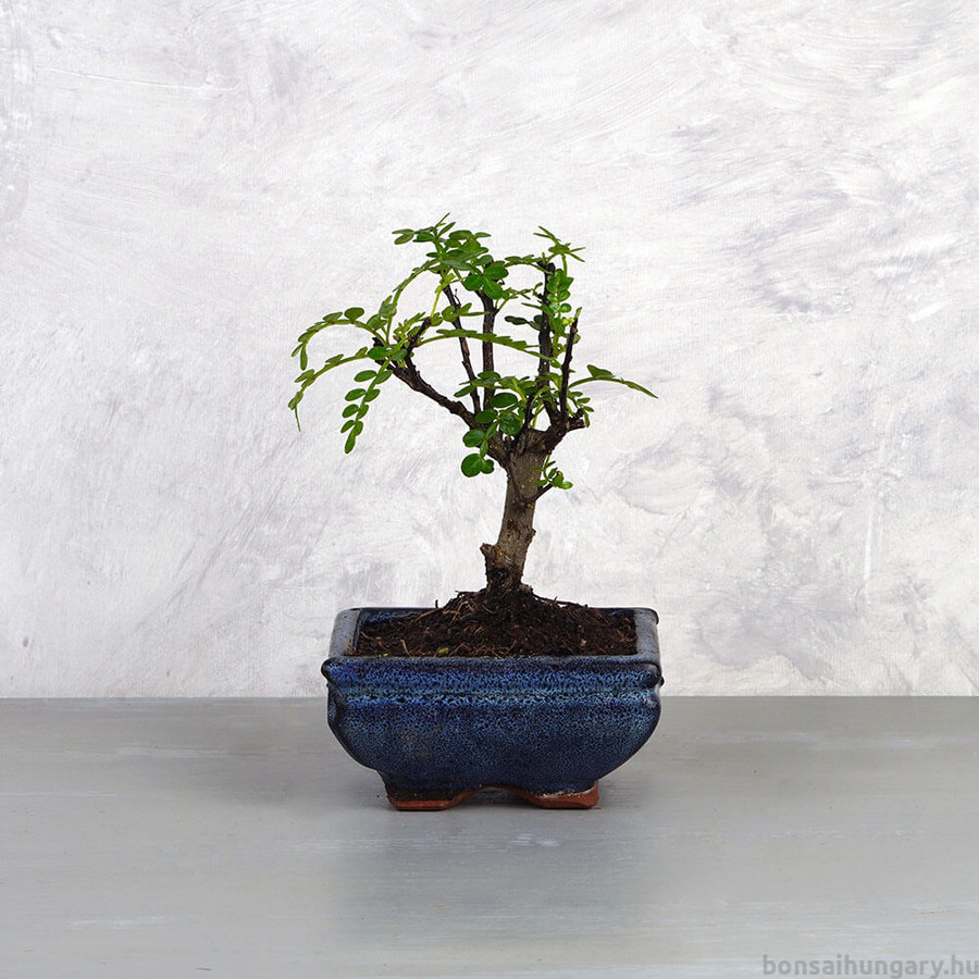 Zanthoxylum piperitum (Borsfa) bonsai